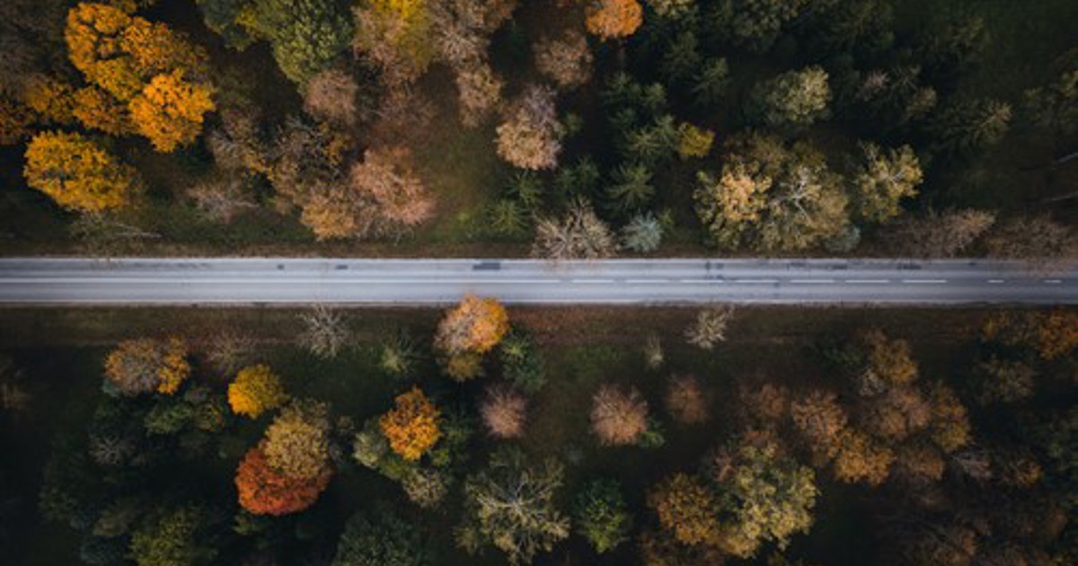 Amrop & Tree Nation: A Sustainability Partnership I News I Amrop Spain